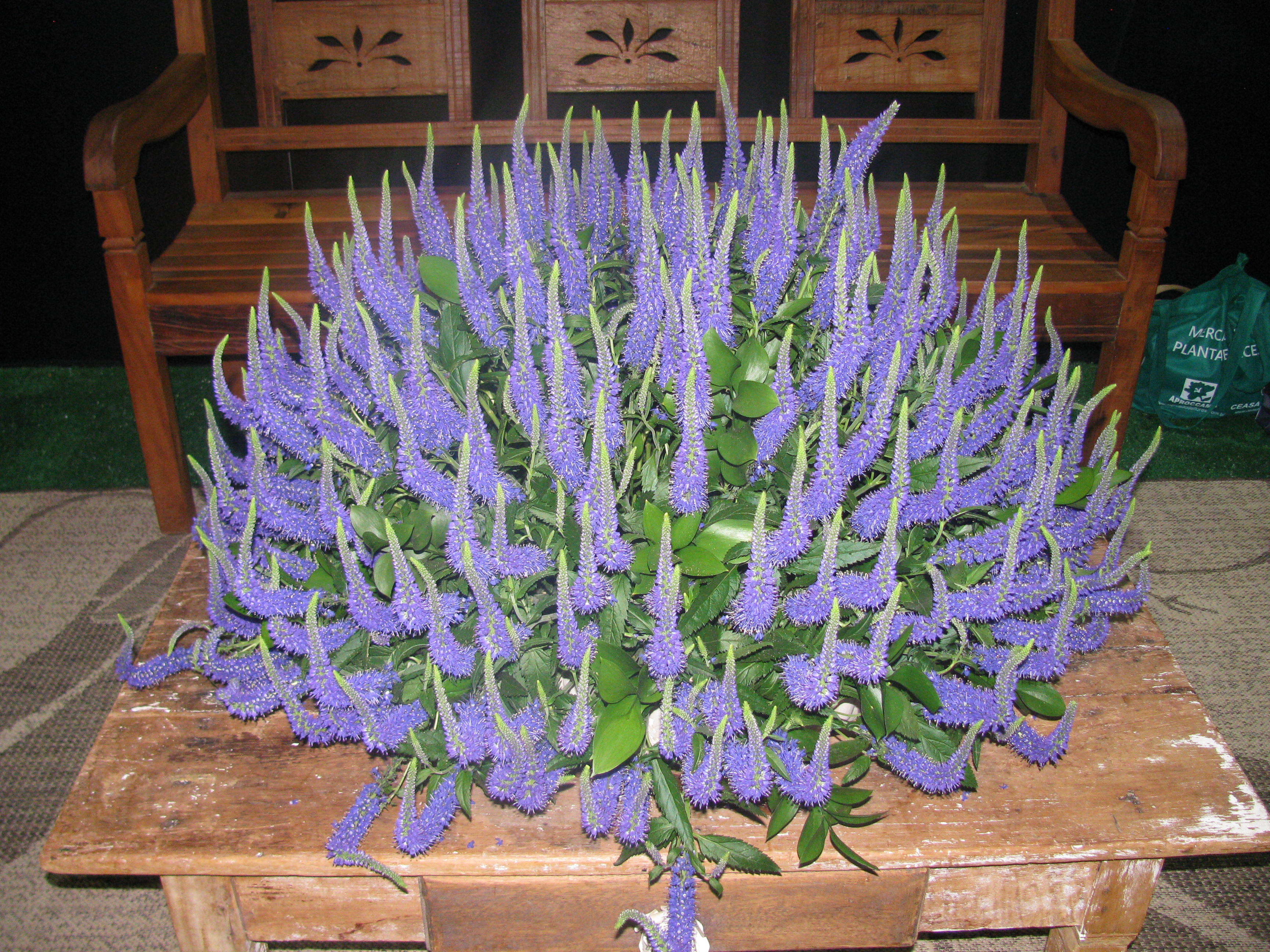 Blog floricultura Ikebana Flores BH » Blog Archive Como cuidar das ...