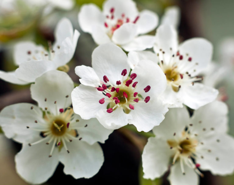 Pólen das flores: você já conhece todos os benefícios?
