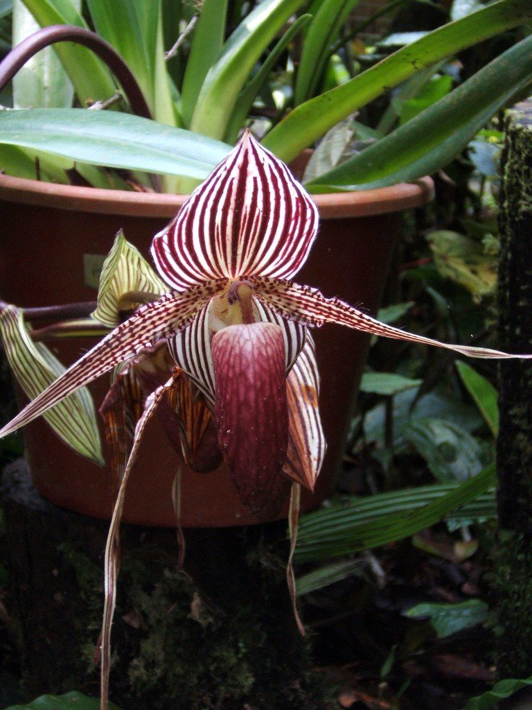Conheça as flores mais raras do mundo: Veja fotos.