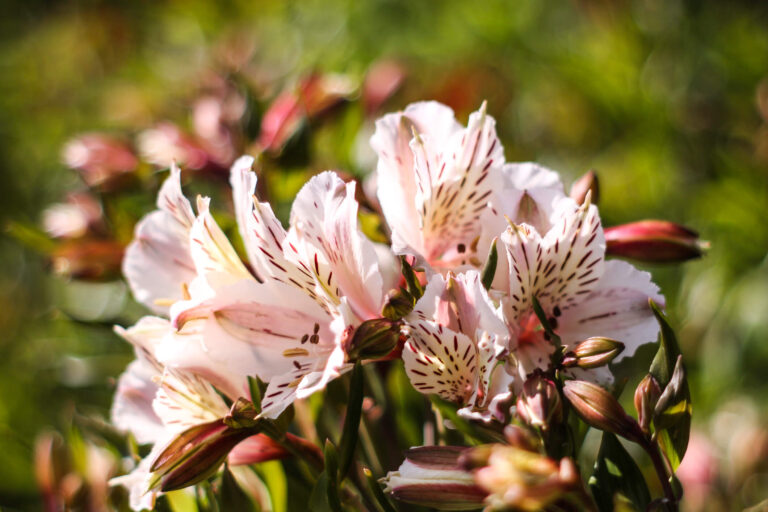 Astromélia: conheça essa flor cheia de significados! - Ikebana Flores