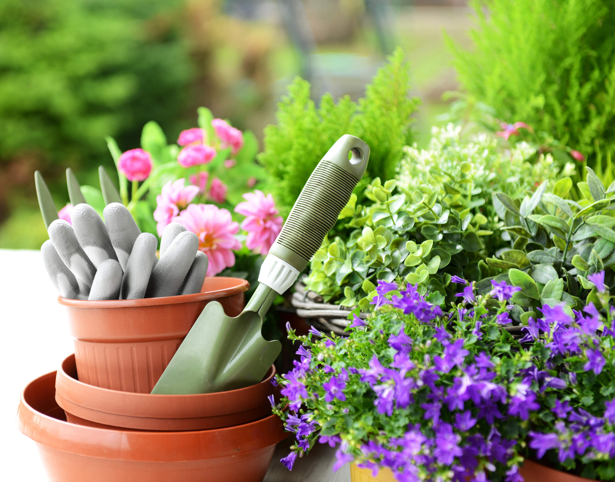 Conheça algumas flores típicas do Brasil