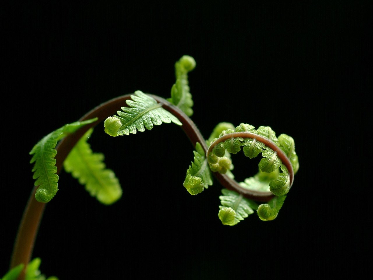 A samambaia é uma planta fácil de cuidar? - Ikebana Flores