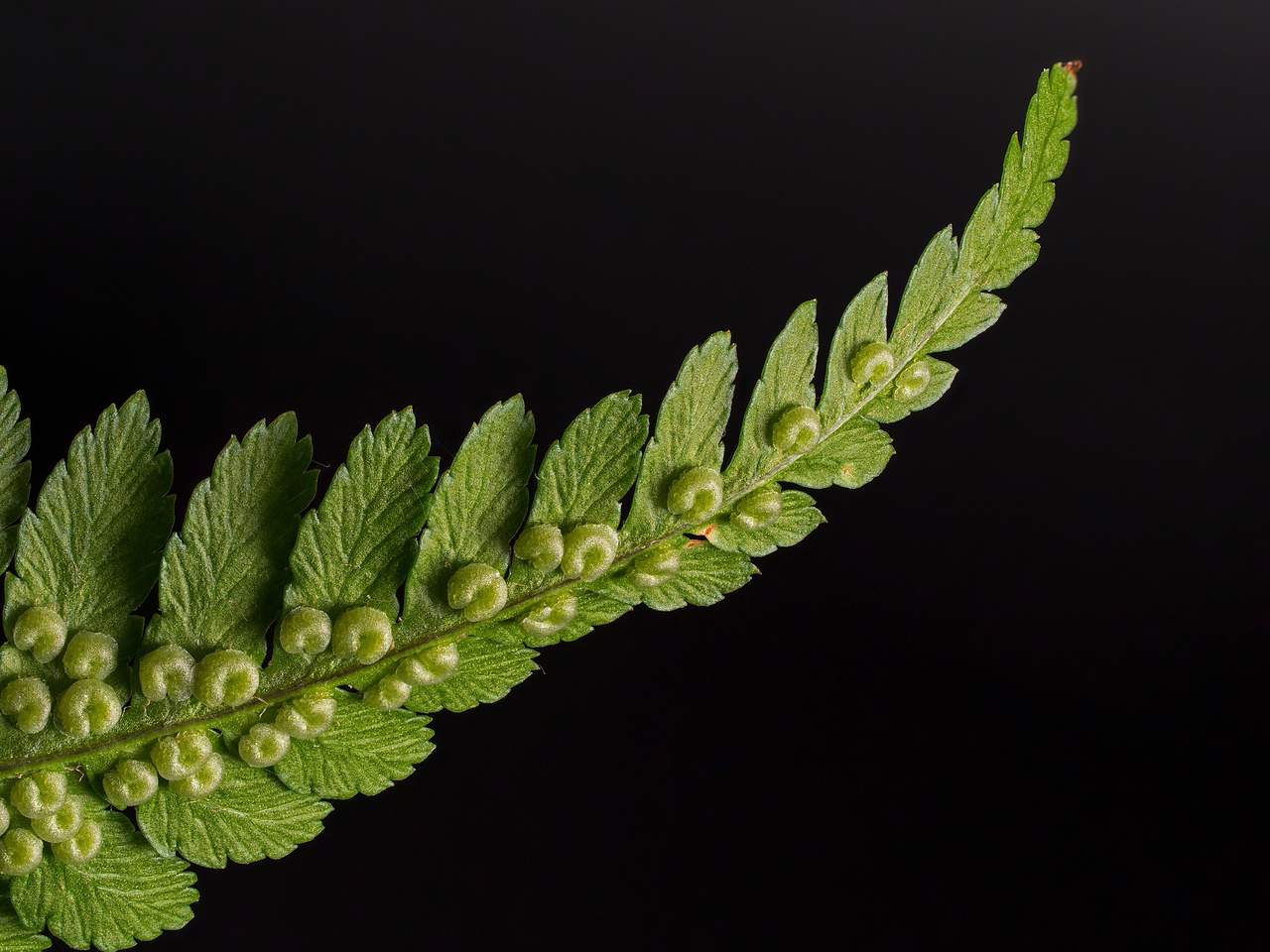 A samambaia é uma planta fácil de cuidar? - Ikebana Flores