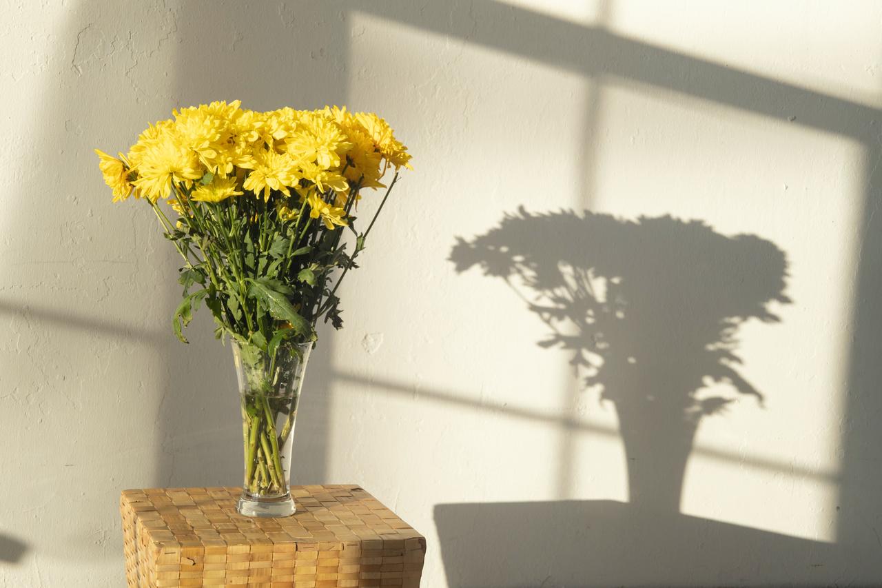 Crisântemo: saiba tudo sobre essa flor - Ikebana Flores
