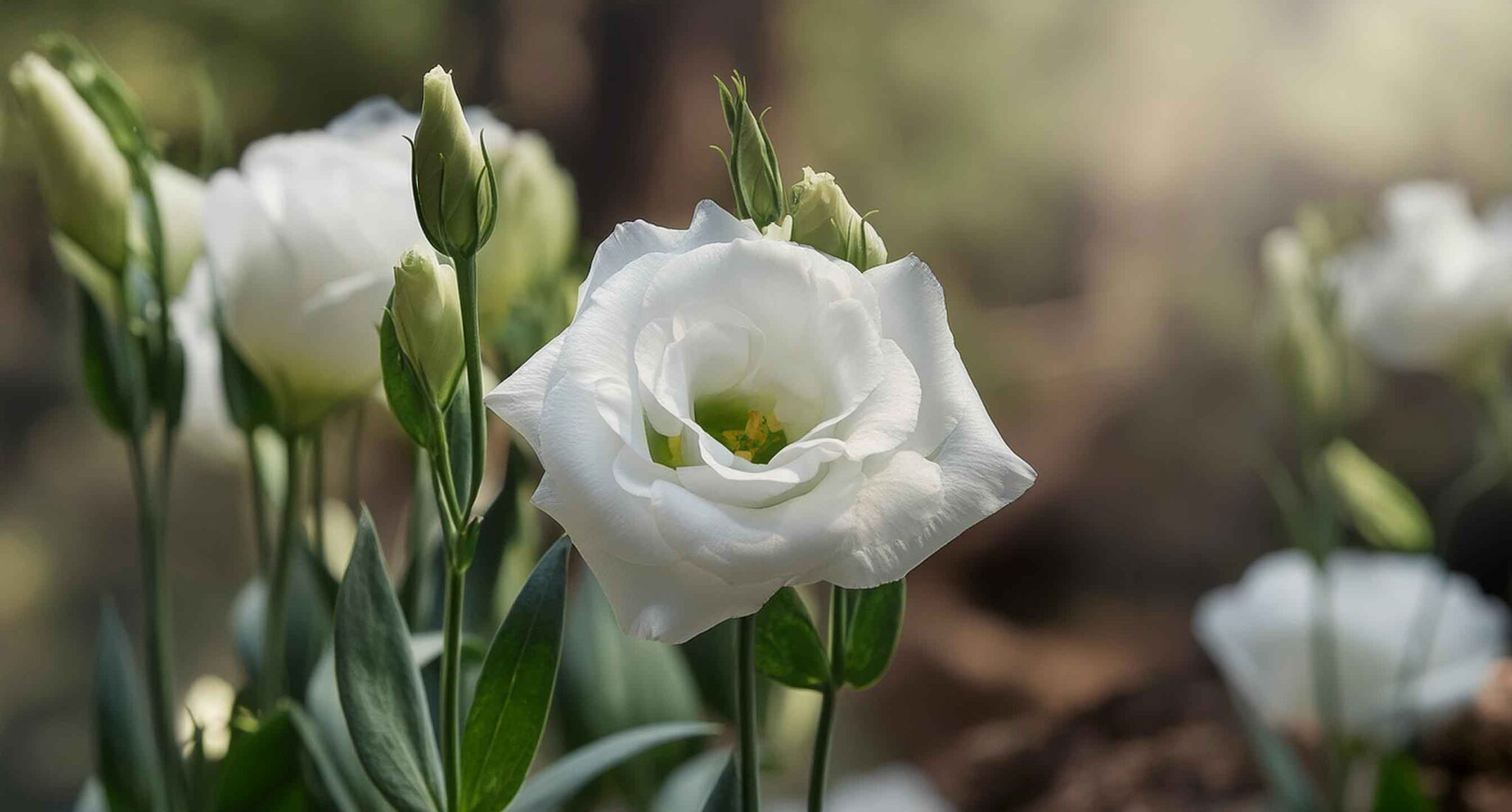 Lisianthus: A Flor que Encanta com Sua Delicadeza - Ikebana Flores