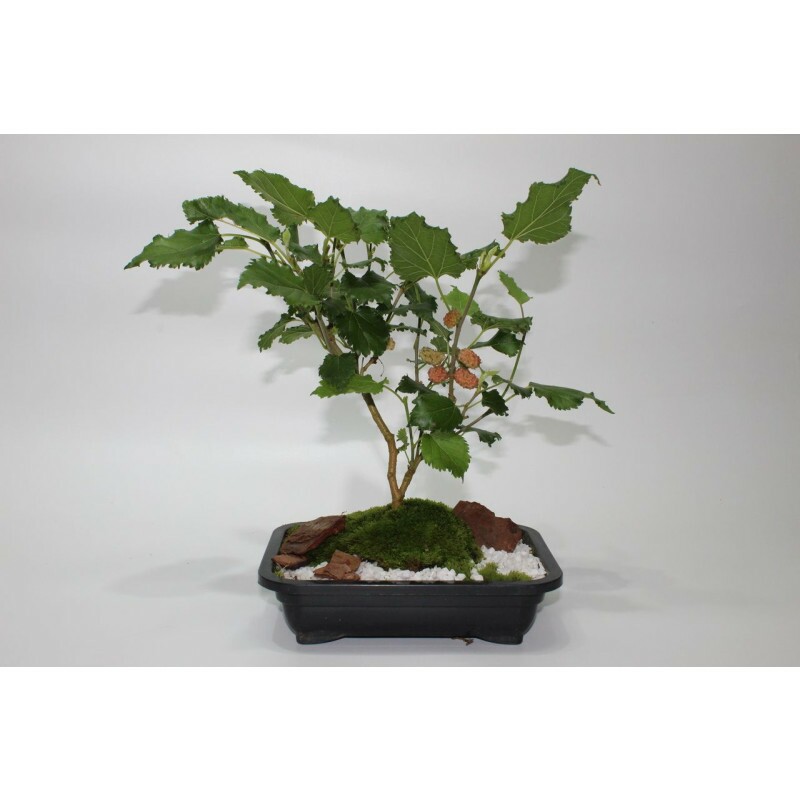 Bonsai de Amora