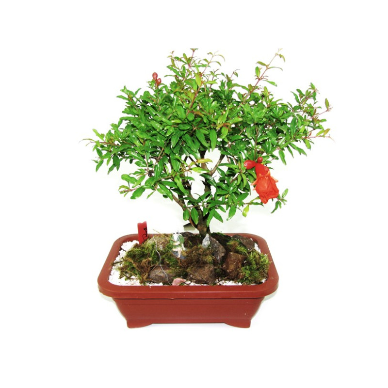 Bonsai de Romã com fruta com manual de como cuidar. Envio em todo Brasil