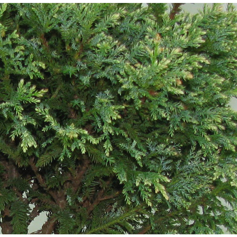 Envie Bonsai de Tuia Prata e plantas para interiores para todo Brasil