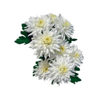 Flor do campo Calabria cor branca: