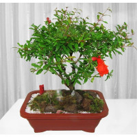 Bonsai de Romã com fruta com manual de como cuidar. Envio em todo Brasil