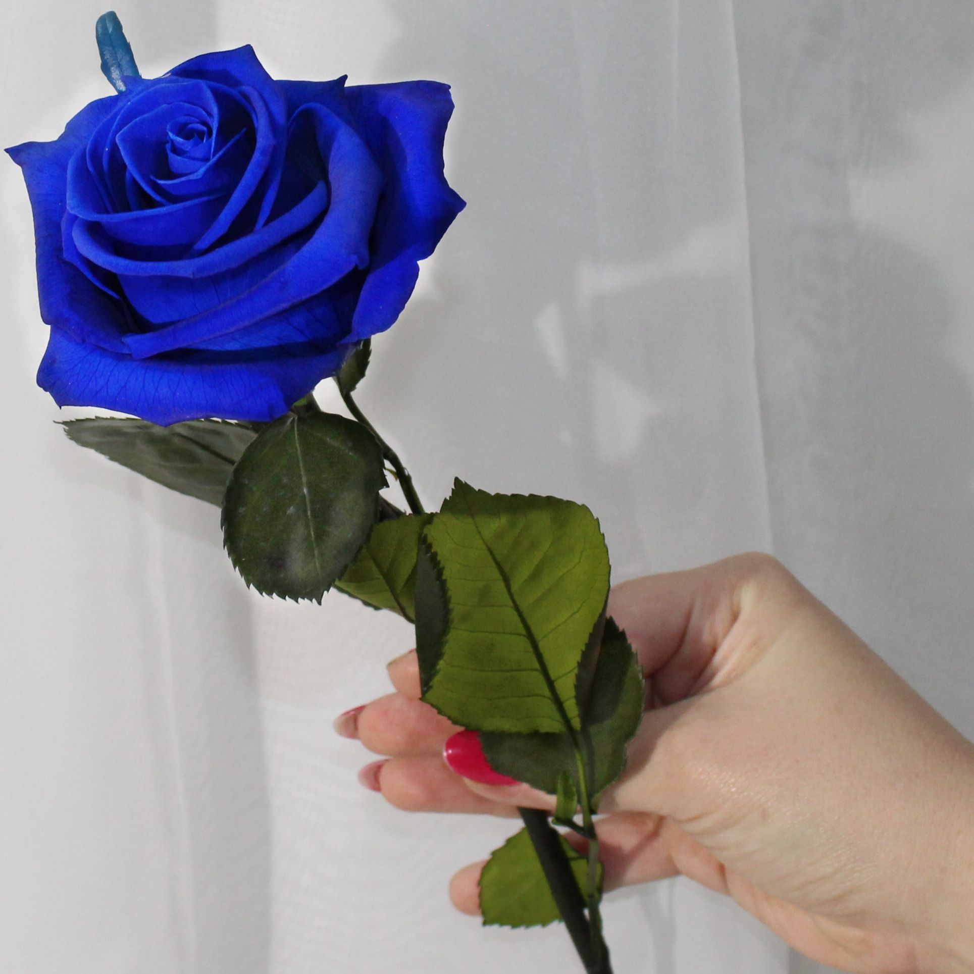 Rosa Preservada Solitária Azul | Ikebana Flores