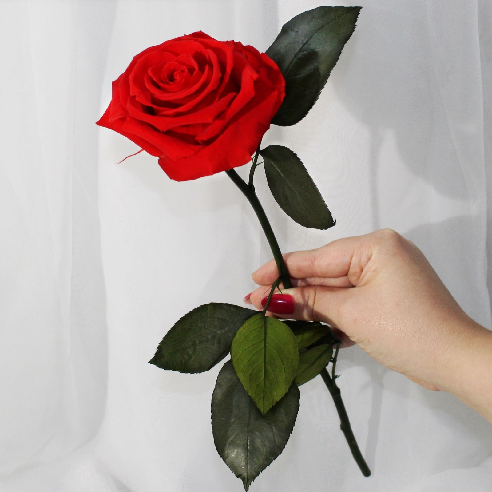 Rosa Preservada Solitária Vermelha | Ikebana Flores