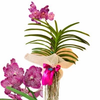 Orquídea Vanda (Orquídea Aérea) | Ikebana Flores